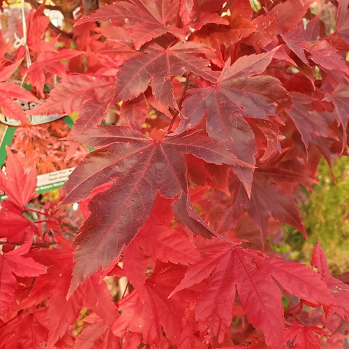 Final Week to Place Orders for 2022 - Plant Central