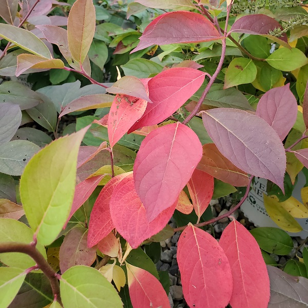 Fall Color - Plant Central